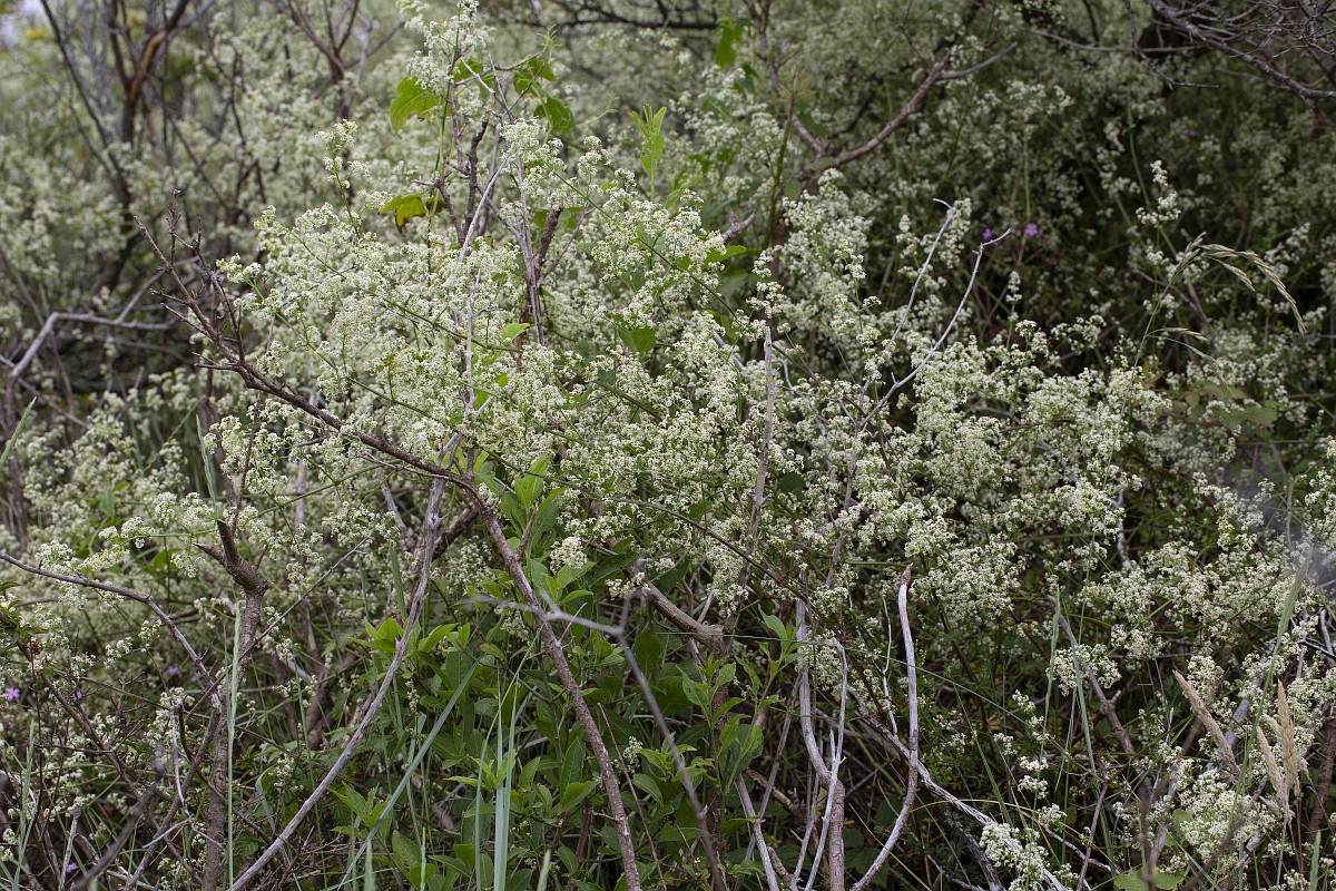 Galium mollugo, Hedge-bedstraw