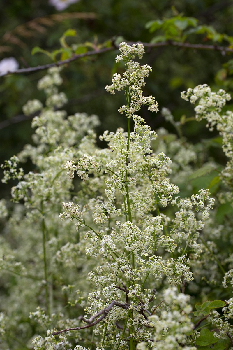 Galium mollugo, Hedge-bedstraw