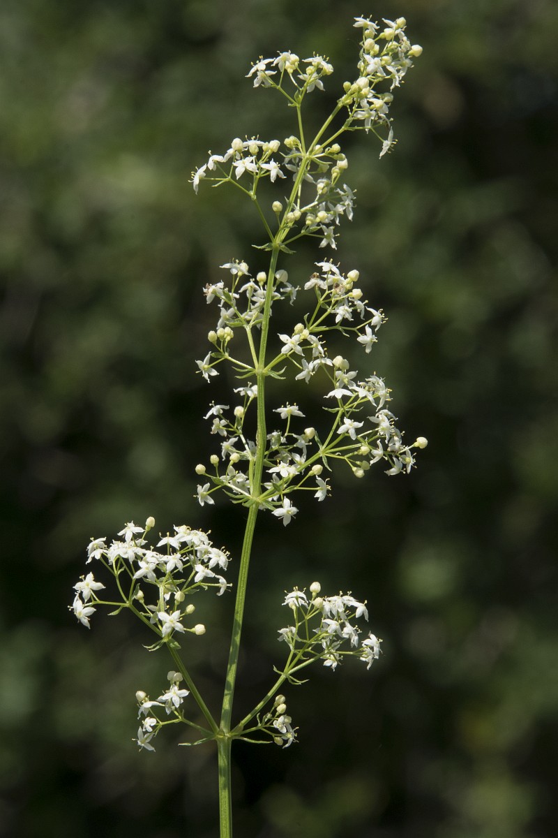 Galium mollugo, Hedge-bedstraw
