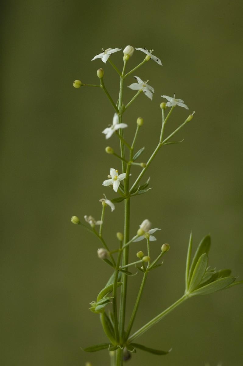 Galium mollugo, Hedge-bedstraw