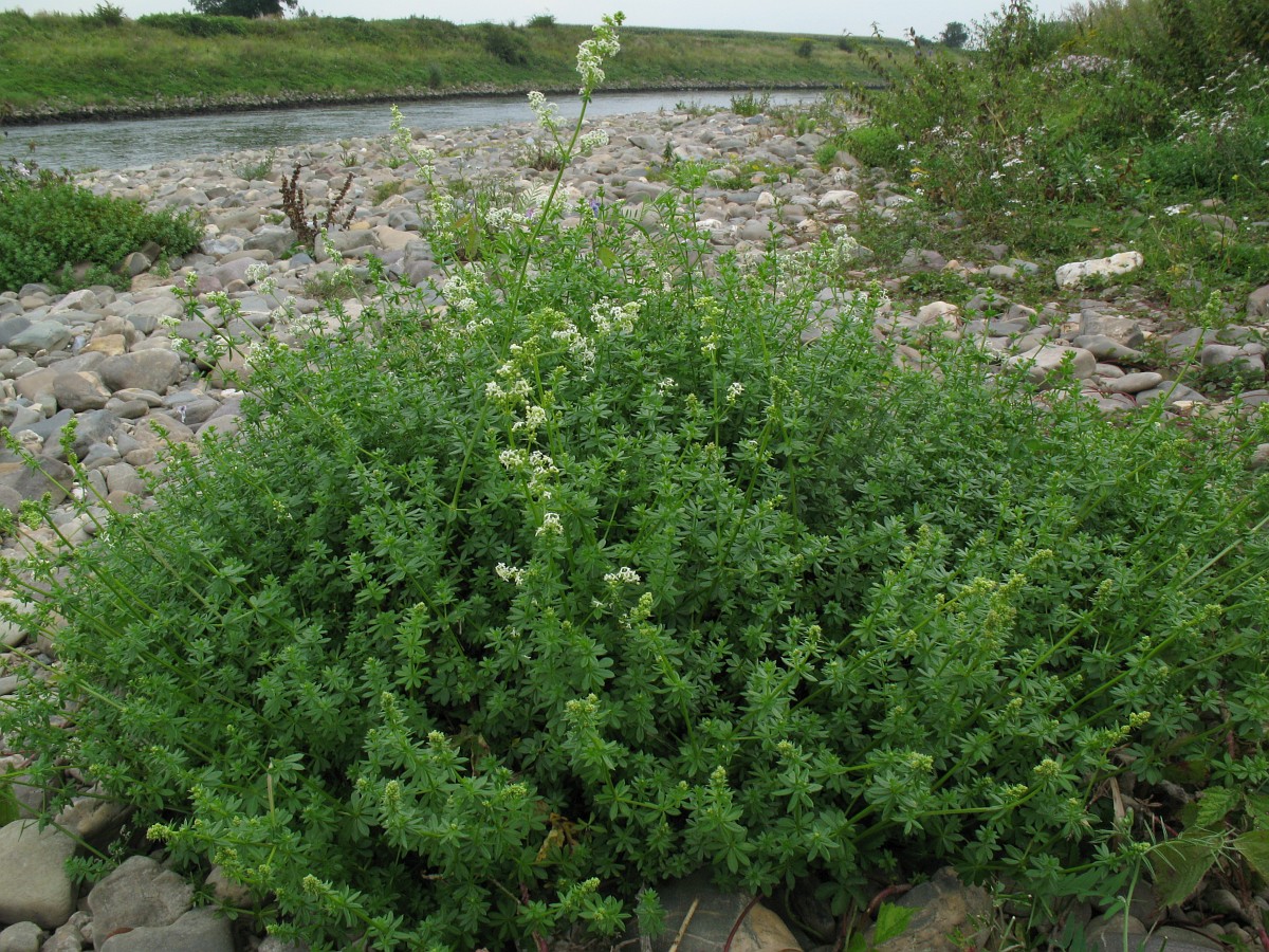 Galium mollugo, Hedge-bedstraw