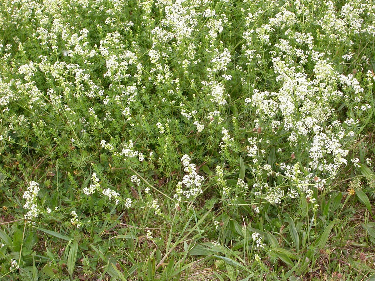 Galium mollugo, Hedge-bedstraw