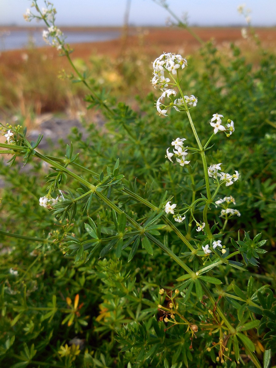 Galium mollugo, Hedge-bedstraw