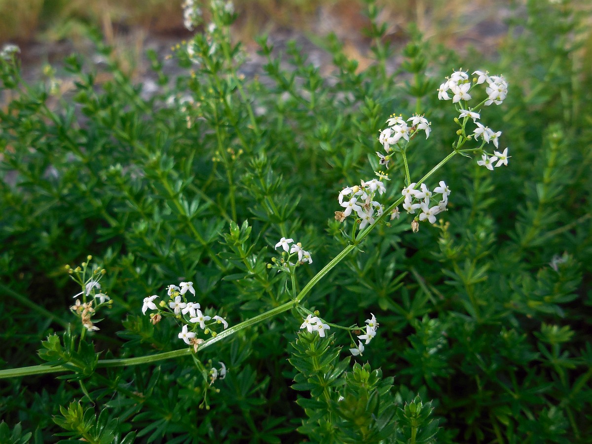 Galium mollugo, Hedge-bedstraw