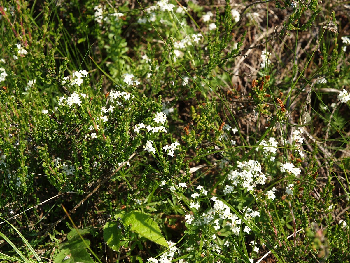 Galium saxatile, Heath-bedstraw