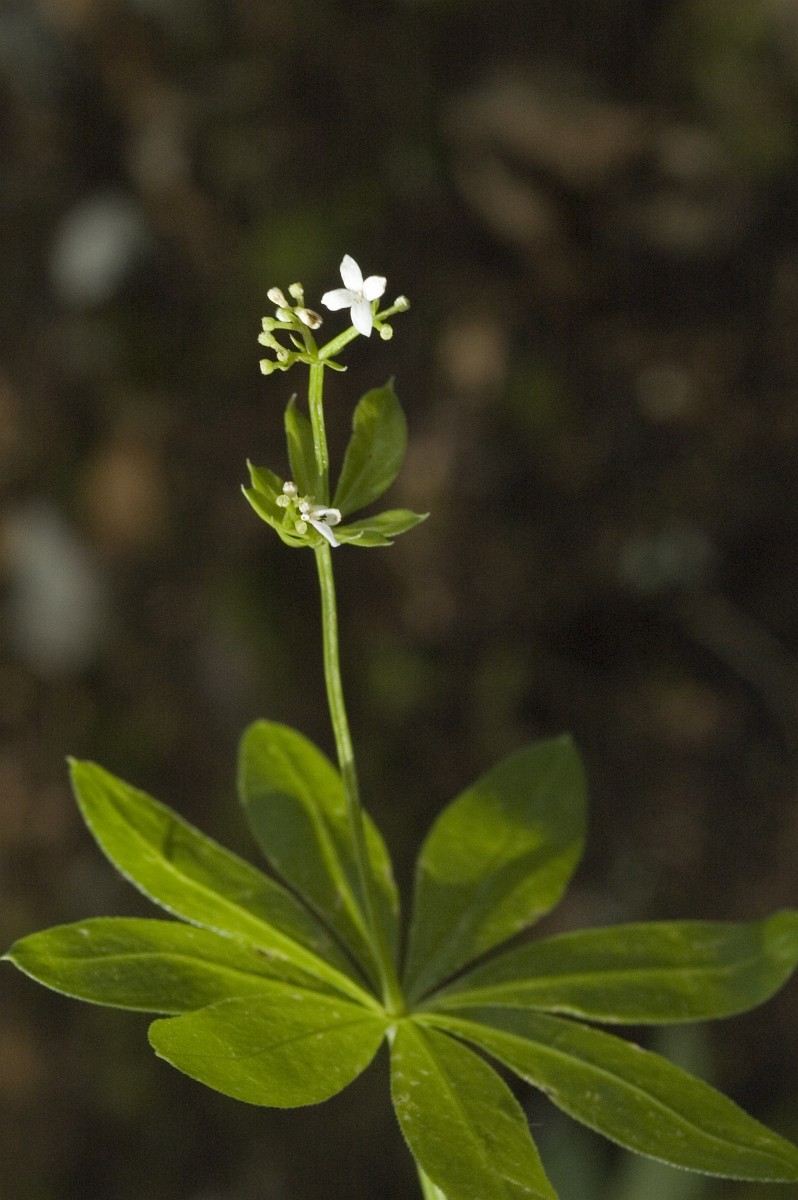 Galium sylvaticum, Wood-bedstraw