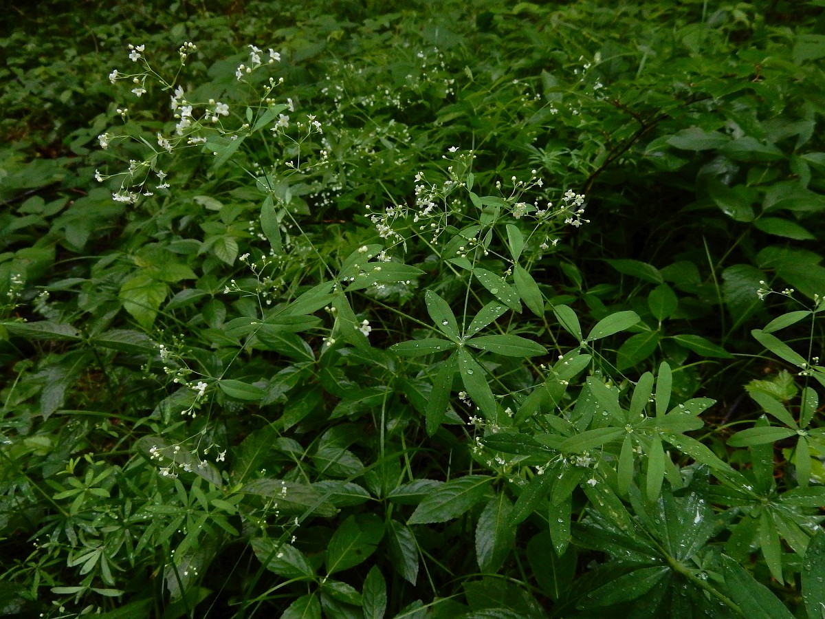 Galium sylvaticum, Wood-bedstraw