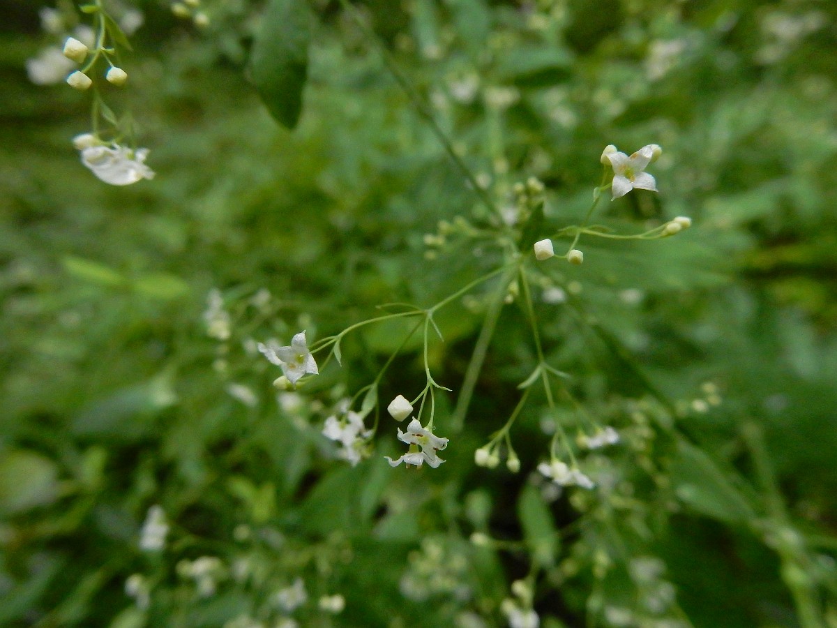 Galium sylvaticum, Wood-bedstraw
