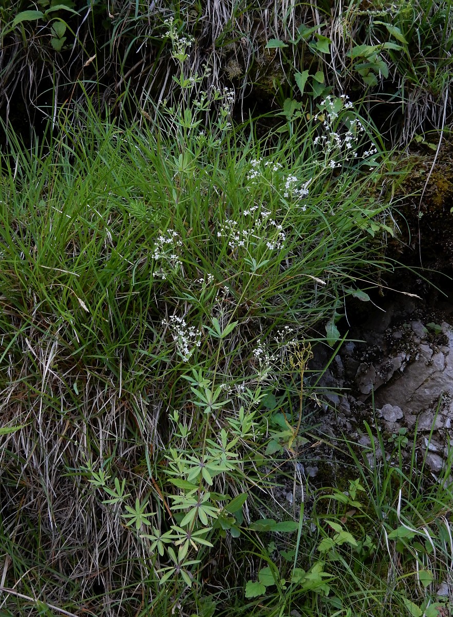 Galium sylvaticum, Wood-bedstraw