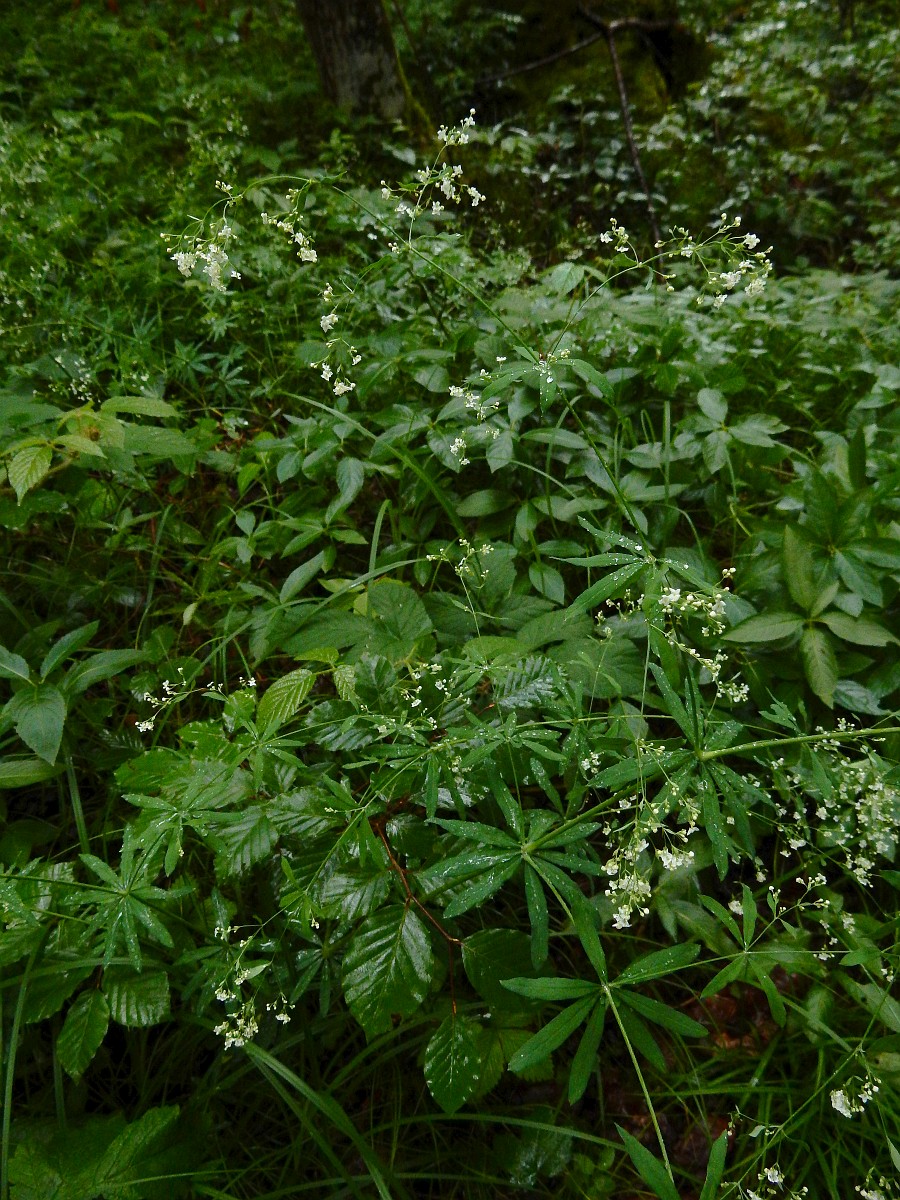 Galium sylvaticum, Wood-bedstraw