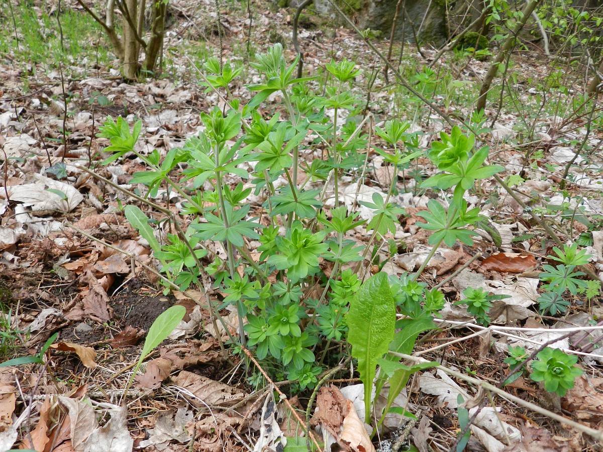 Galium sylvaticum, Wood-bedstraw
