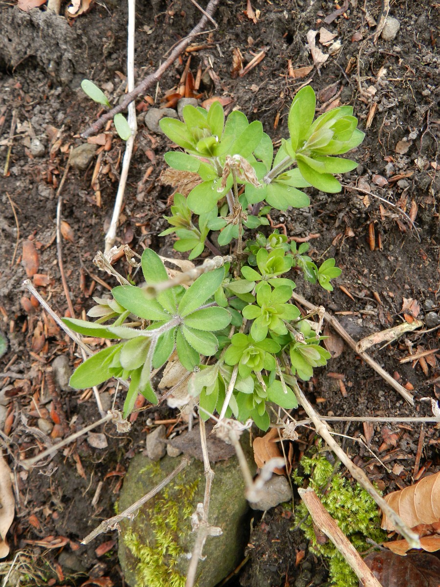 Galium sylvaticum, Wood-bedstraw