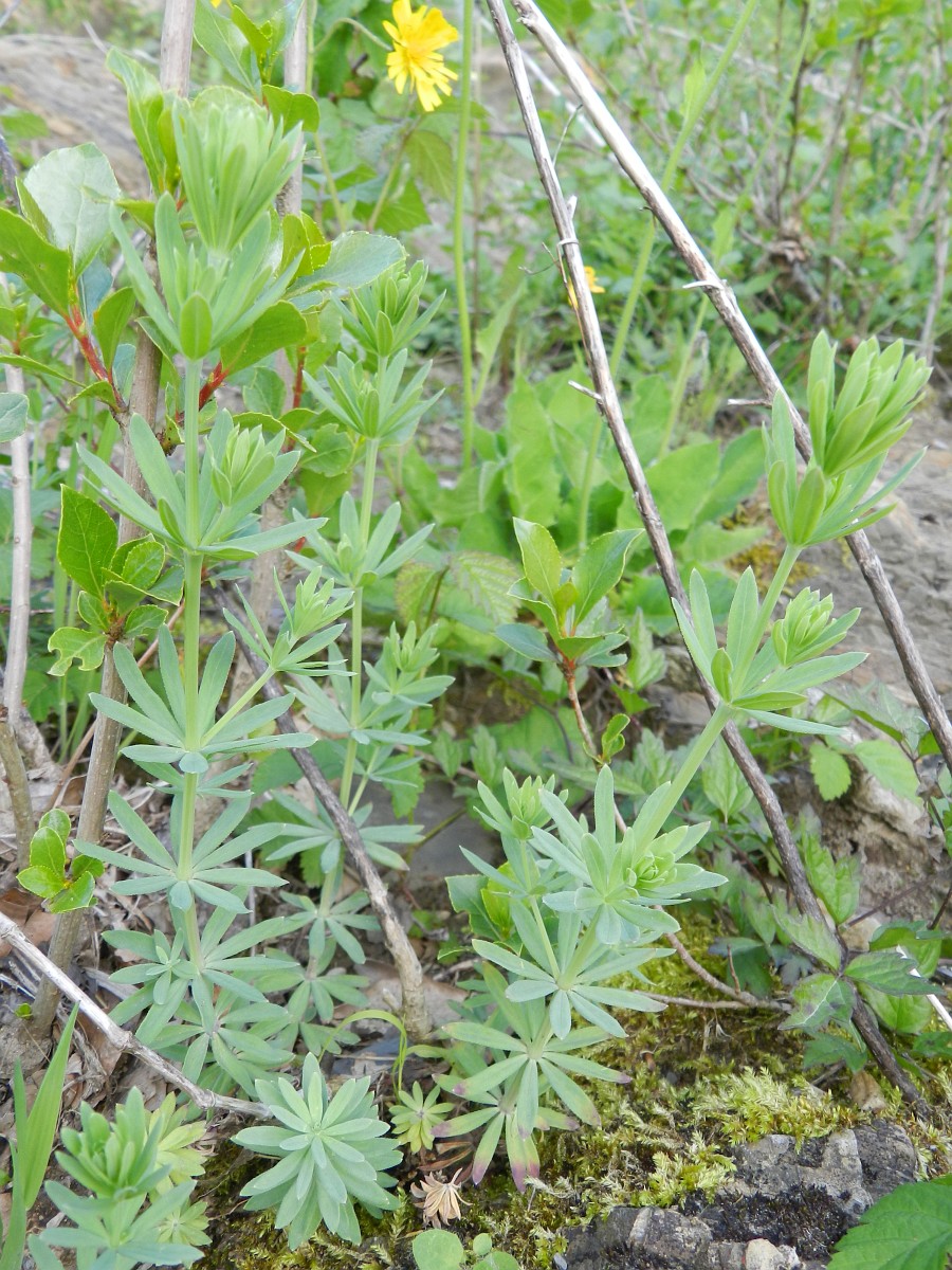 Galium sylvaticum, Wood-bedstraw