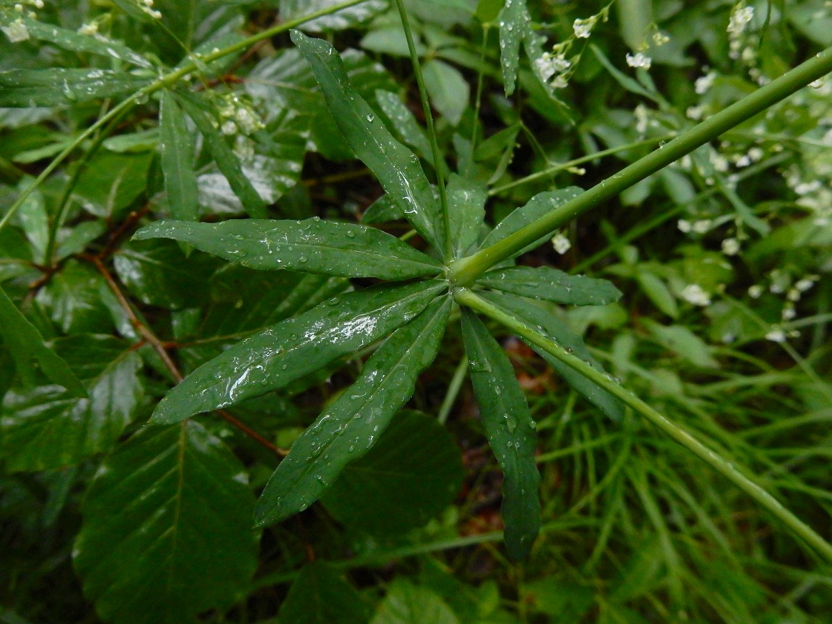 Galium sylvaticum, Wood-bedstraw