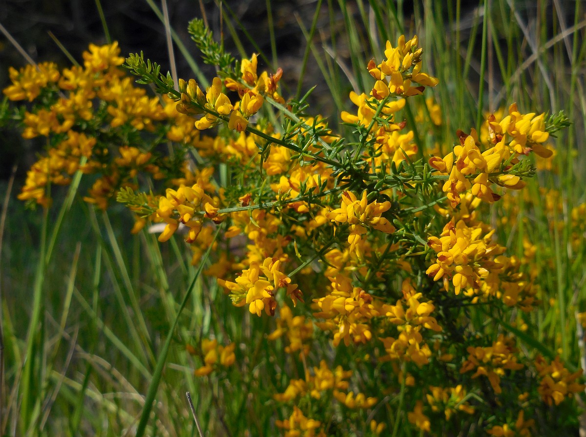 Genista triacanthos, Narrow-leaved Cistus