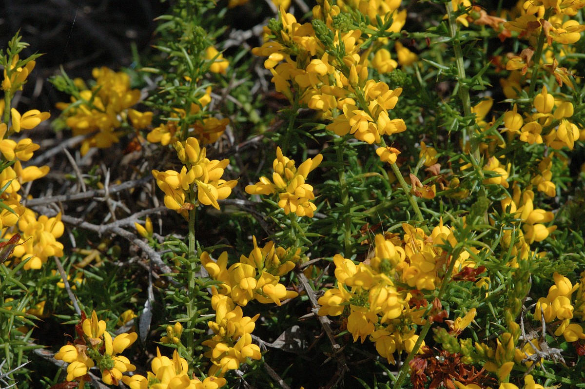 Genista triacanthos, Narrow-leaved Cistus