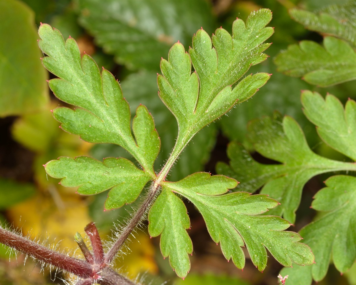 Geranium purpureum