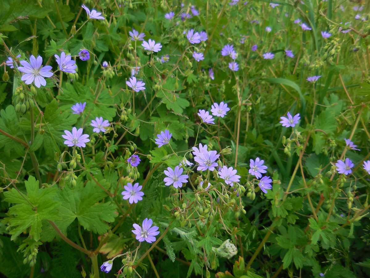 Geranium pyrenaicum, Hedgerow Crane's-bill