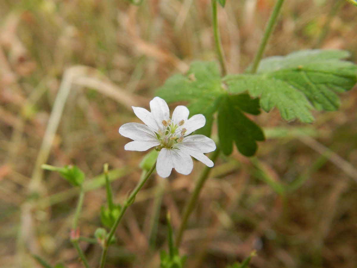 Geranium pyrenaicum, Hedgerow Crane's-bill