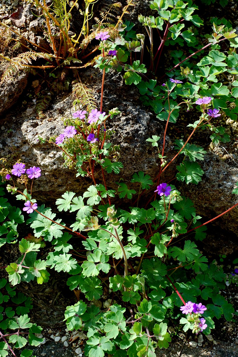 Geranium pyrenaicum, Hedgerow Crane's-bill