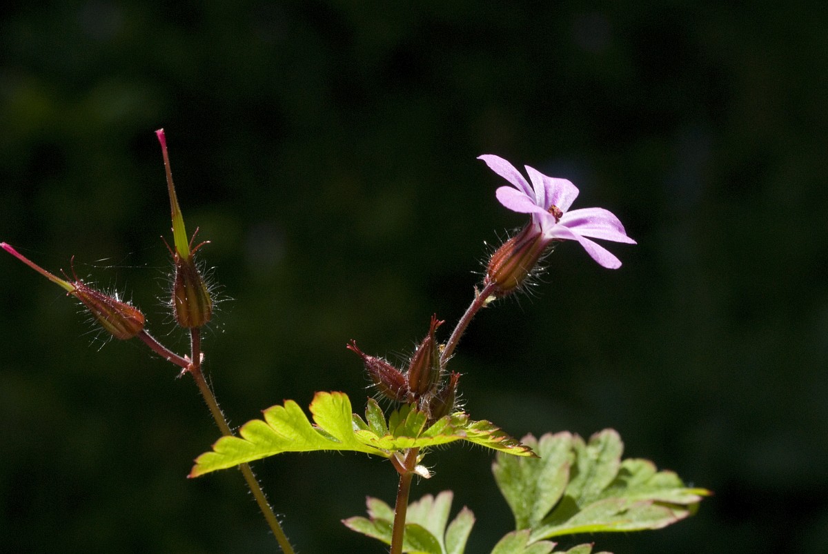 Geranium robertianum, Herb-Robert