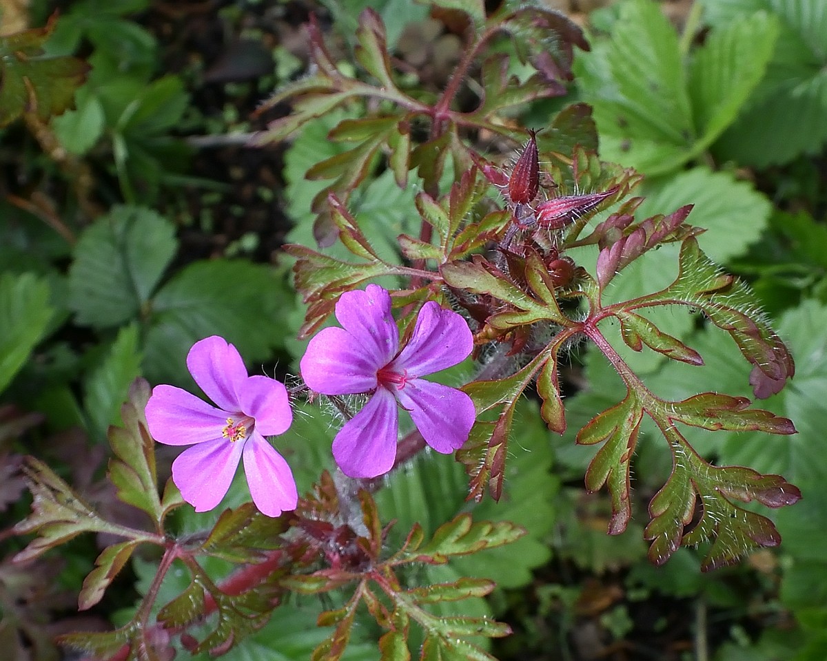 Geranium robertianum, Herb-Robert