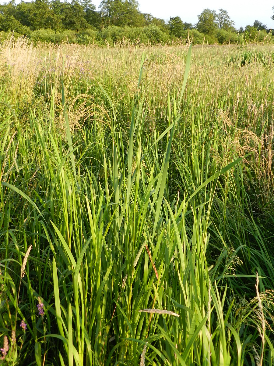 Glyceria maxima, Reed Mannagrass