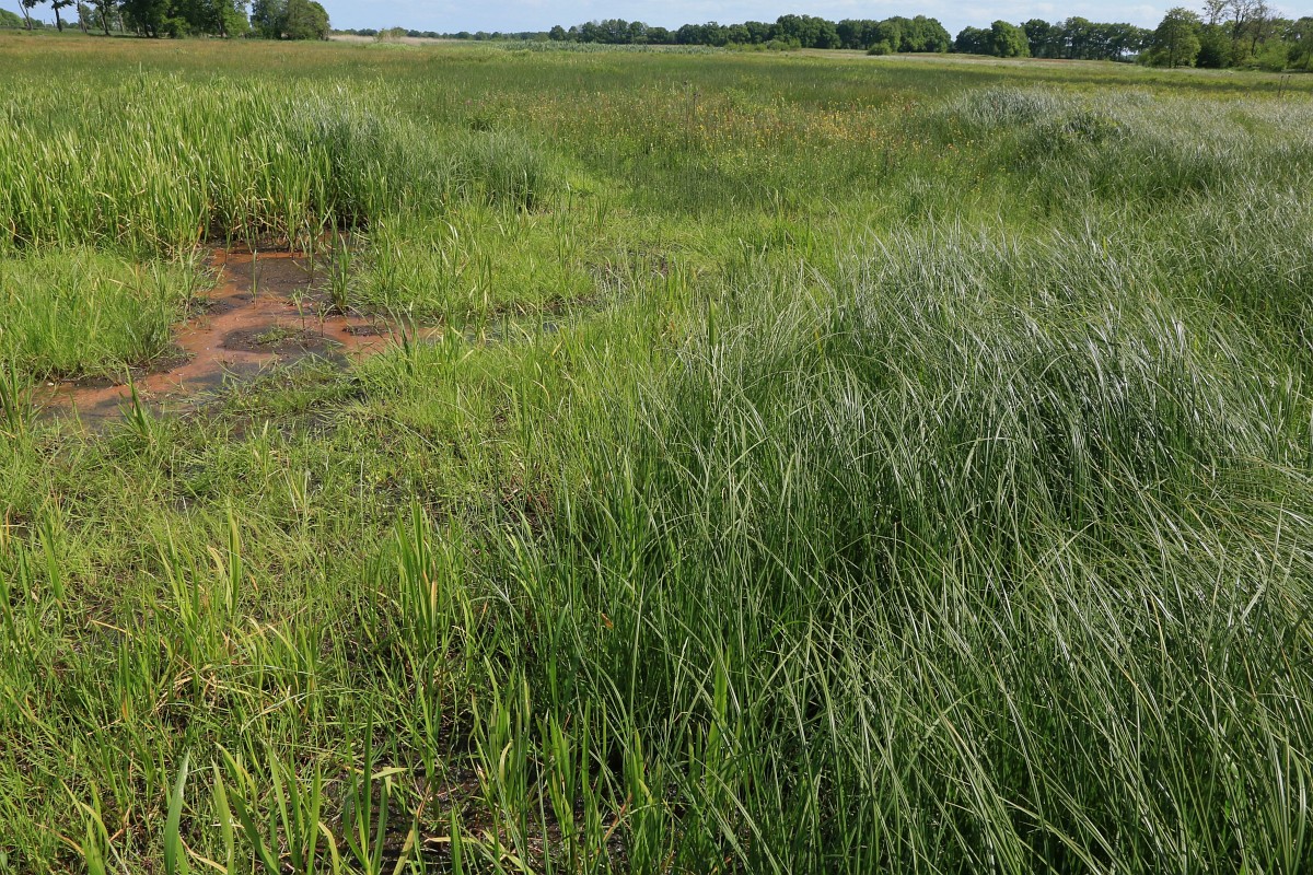 Glyceria maxima, Reed Mannagrass