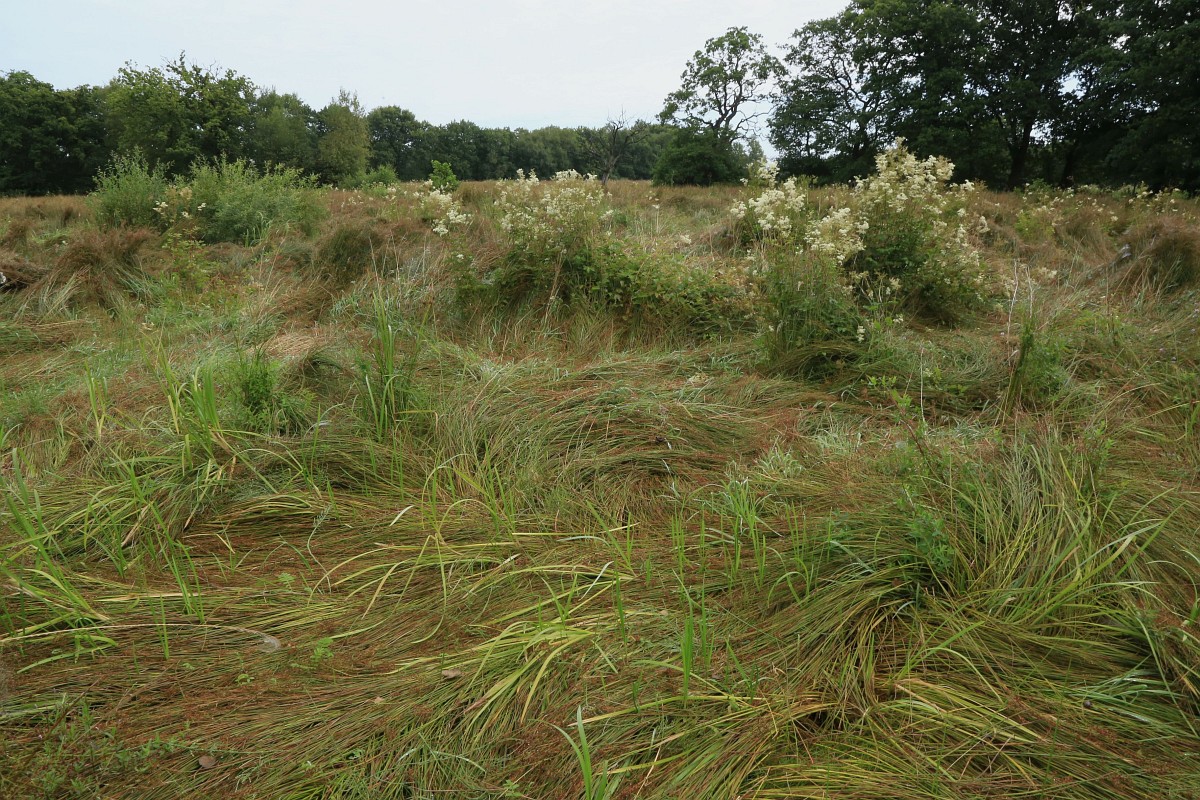 Glyceria maxima, Reed Mannagrass