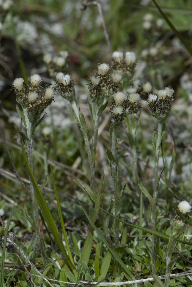 Gnaphalium supinum, Alpine Arctic Cudweed