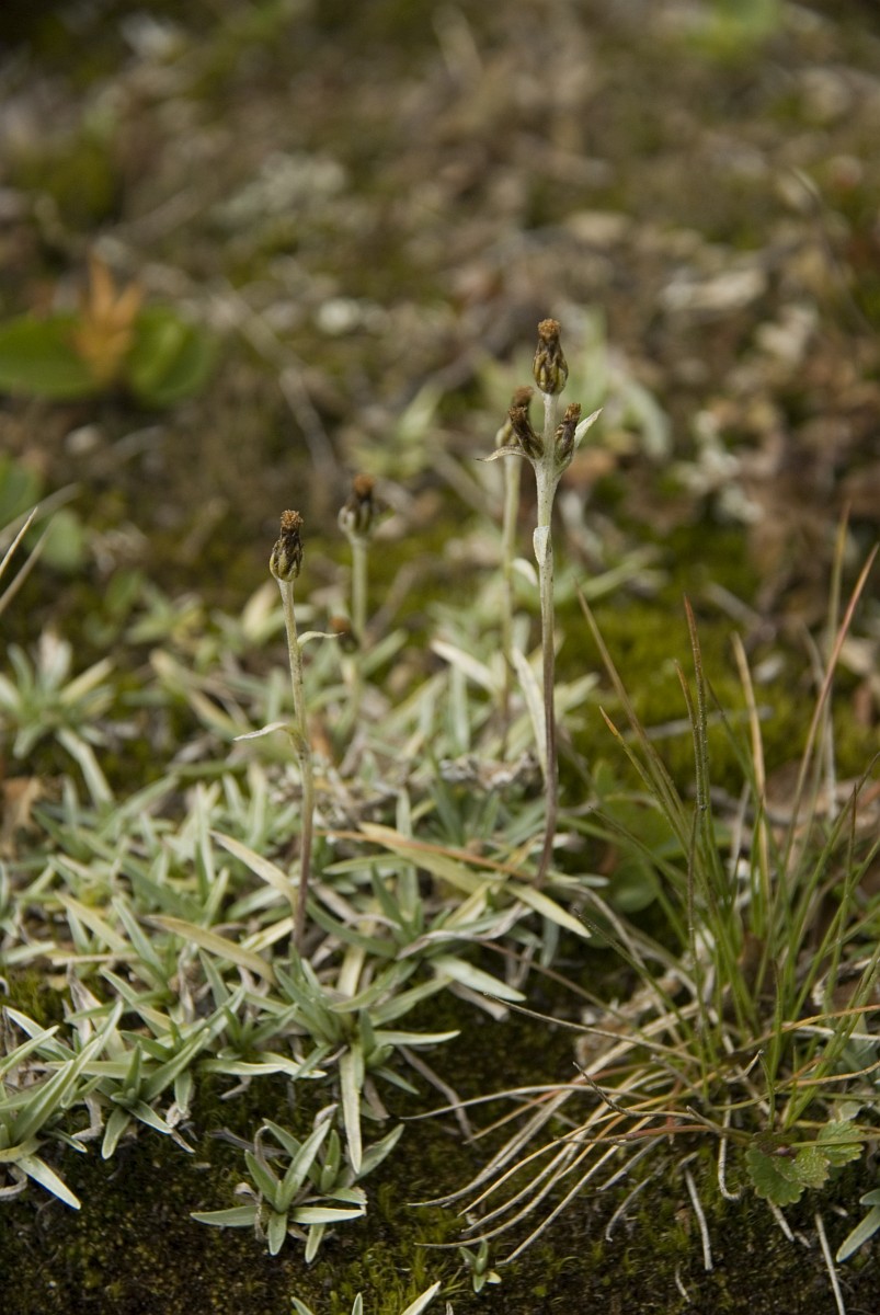 Gnaphalium supinum, Alpine Arctic Cudweed
