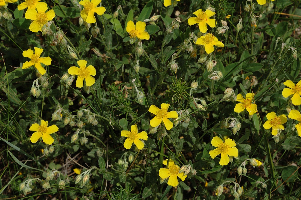 Helianthemum nummularium, Common Rock-rose