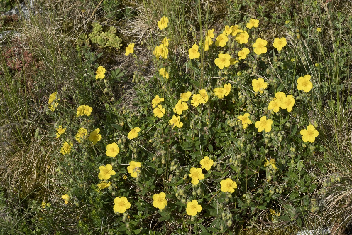 Helianthemum nummularium, Common Rock-rose
