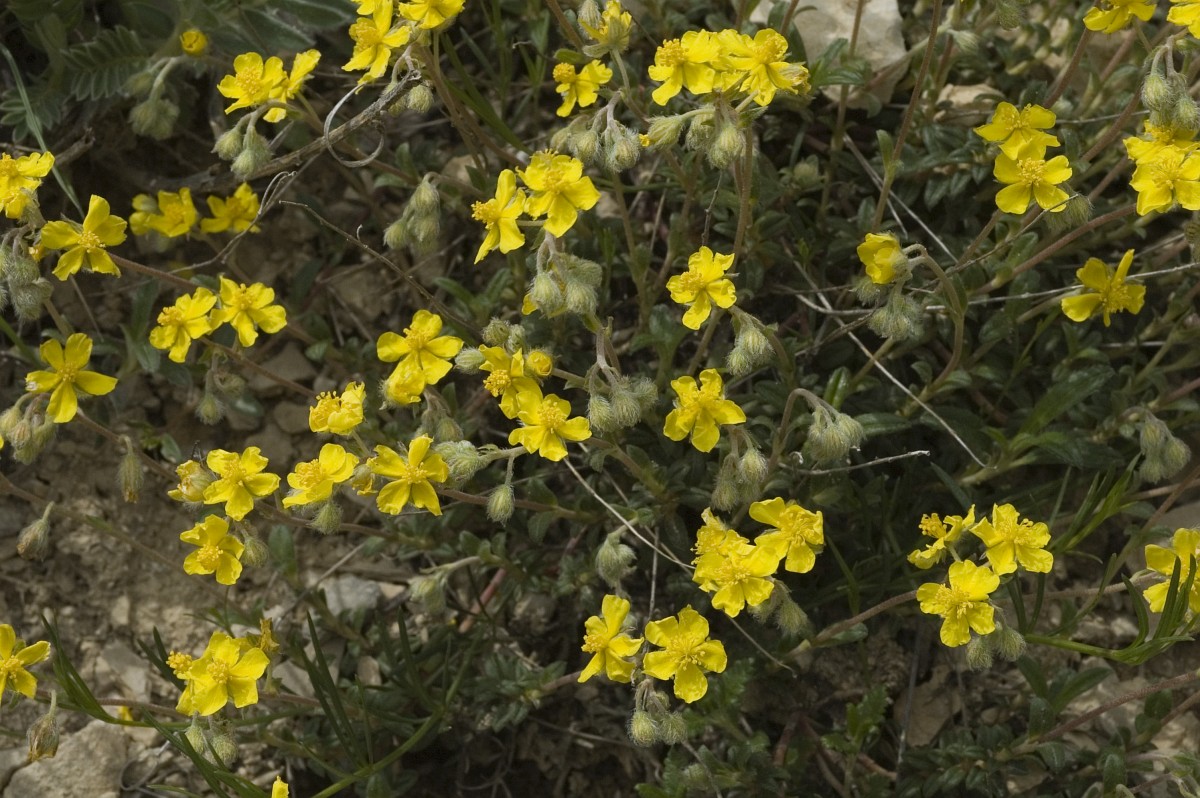 Helianthemum nummularium, Common Rock-rose