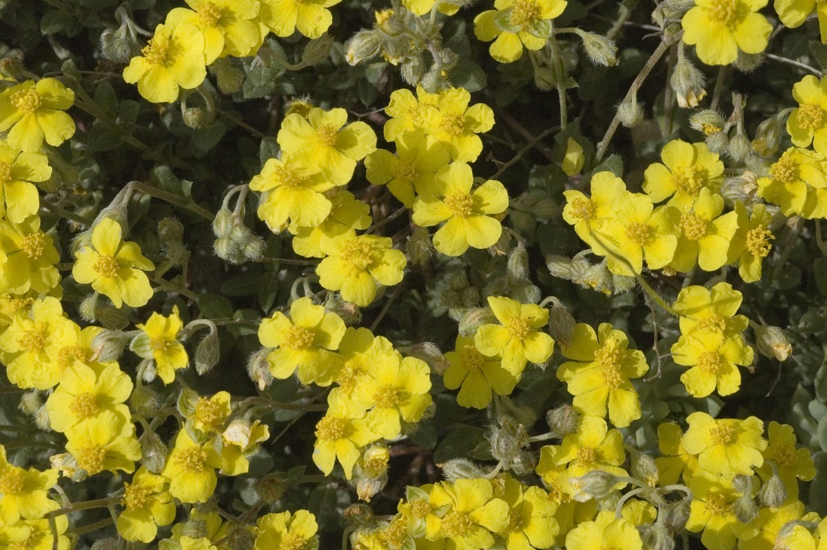 Helianthemum nummularium, Common Rock-rose