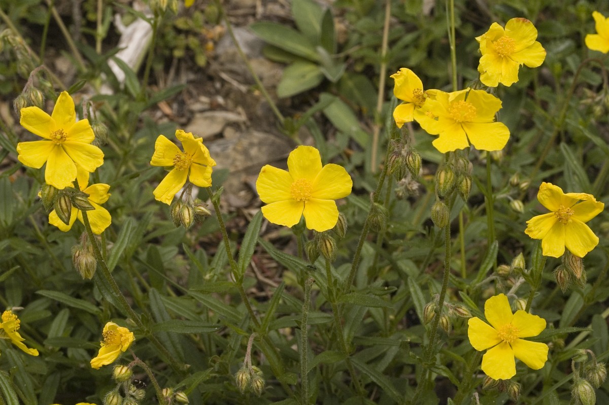Helianthemum nummularium, Common Rock-rose