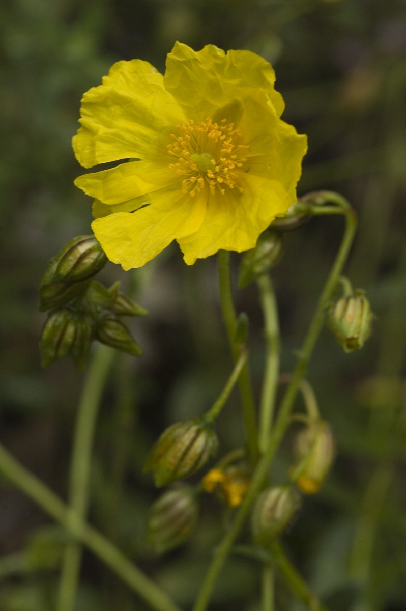 Helianthemum nummularium, Common Rock-rose