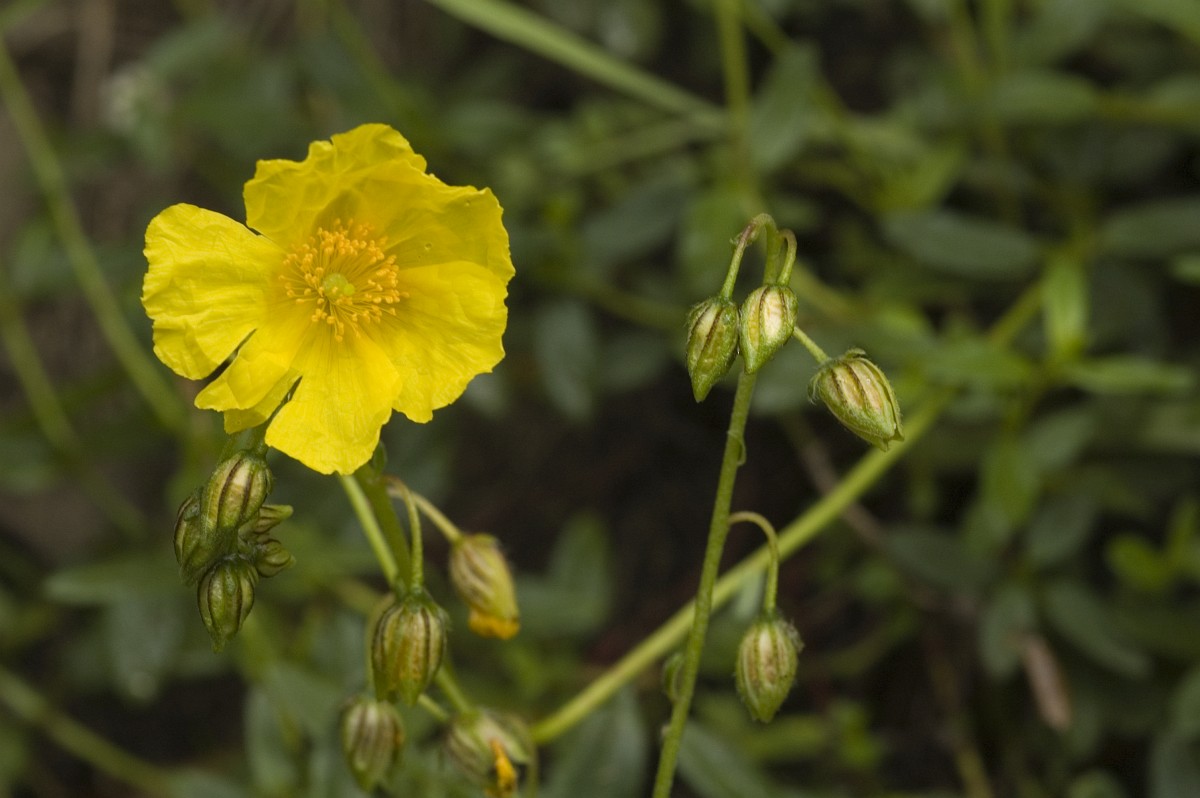 Helianthemum nummularium, Common Rock-rose