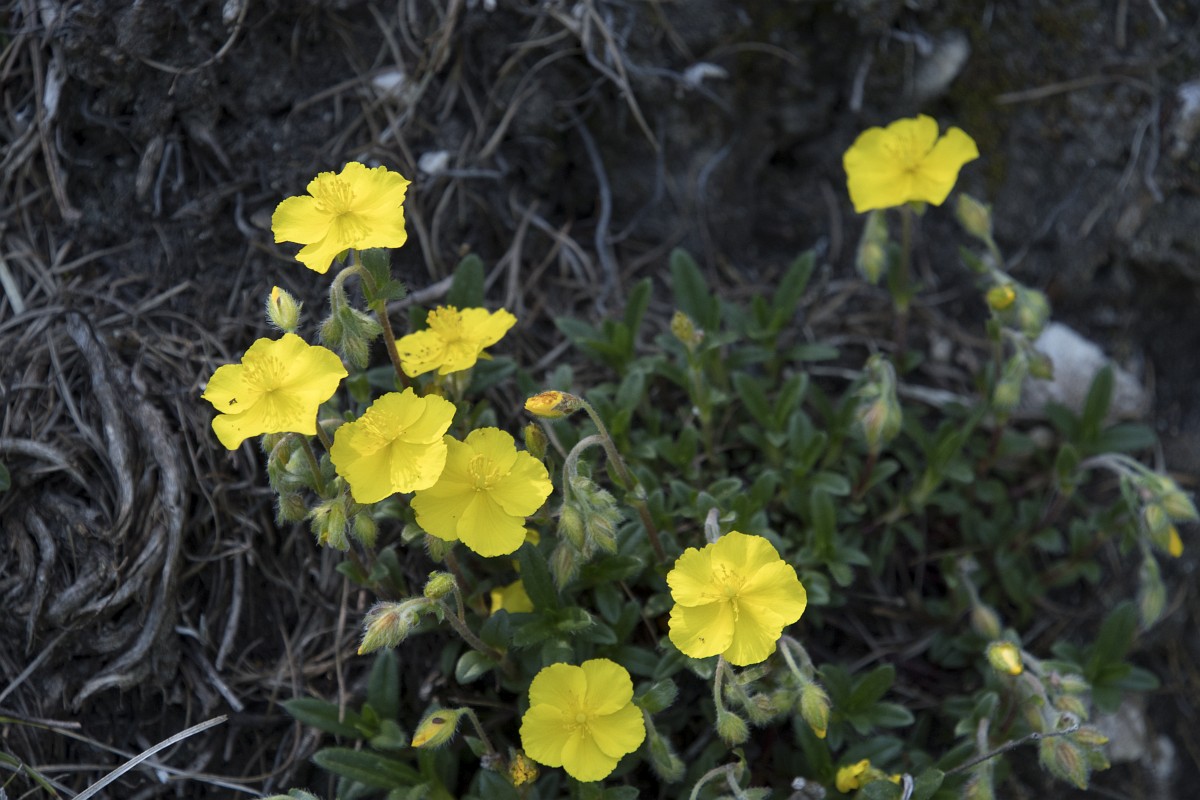 Helianthemum nummularium, Common Rock-rose