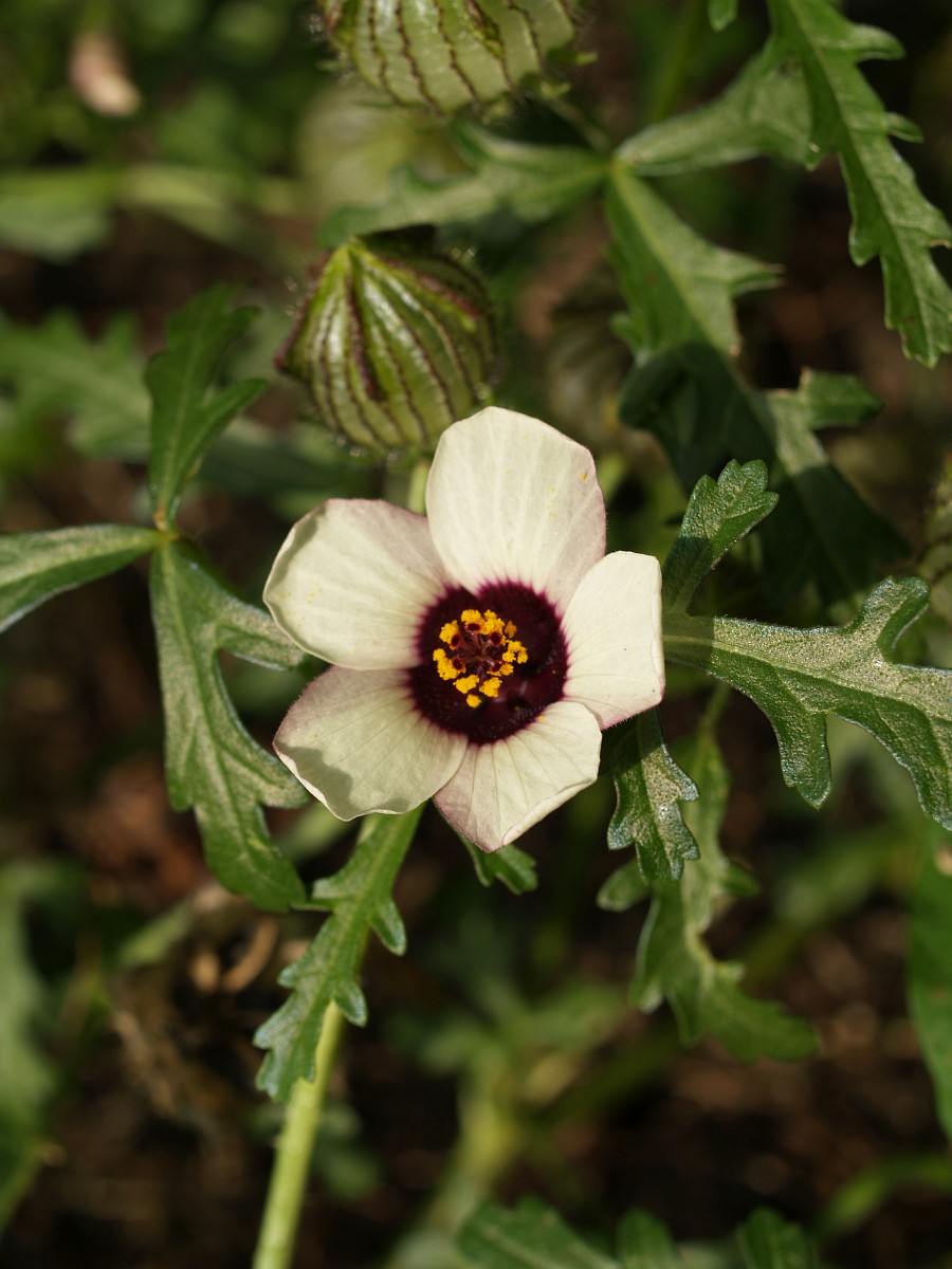 Hibiscus trionum, Flower Of An Hour