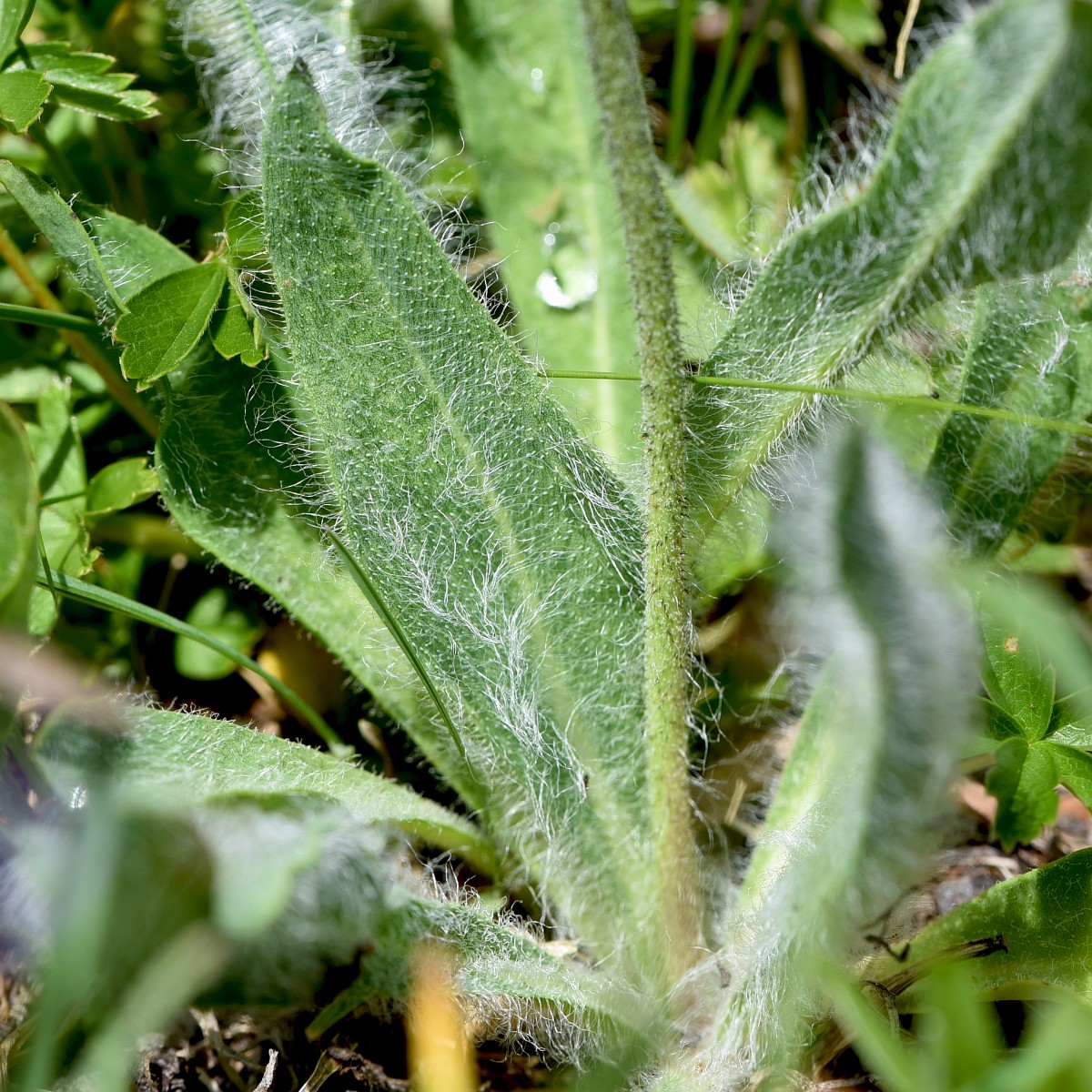 Hieracium alpinum, Alpine Hawkweed