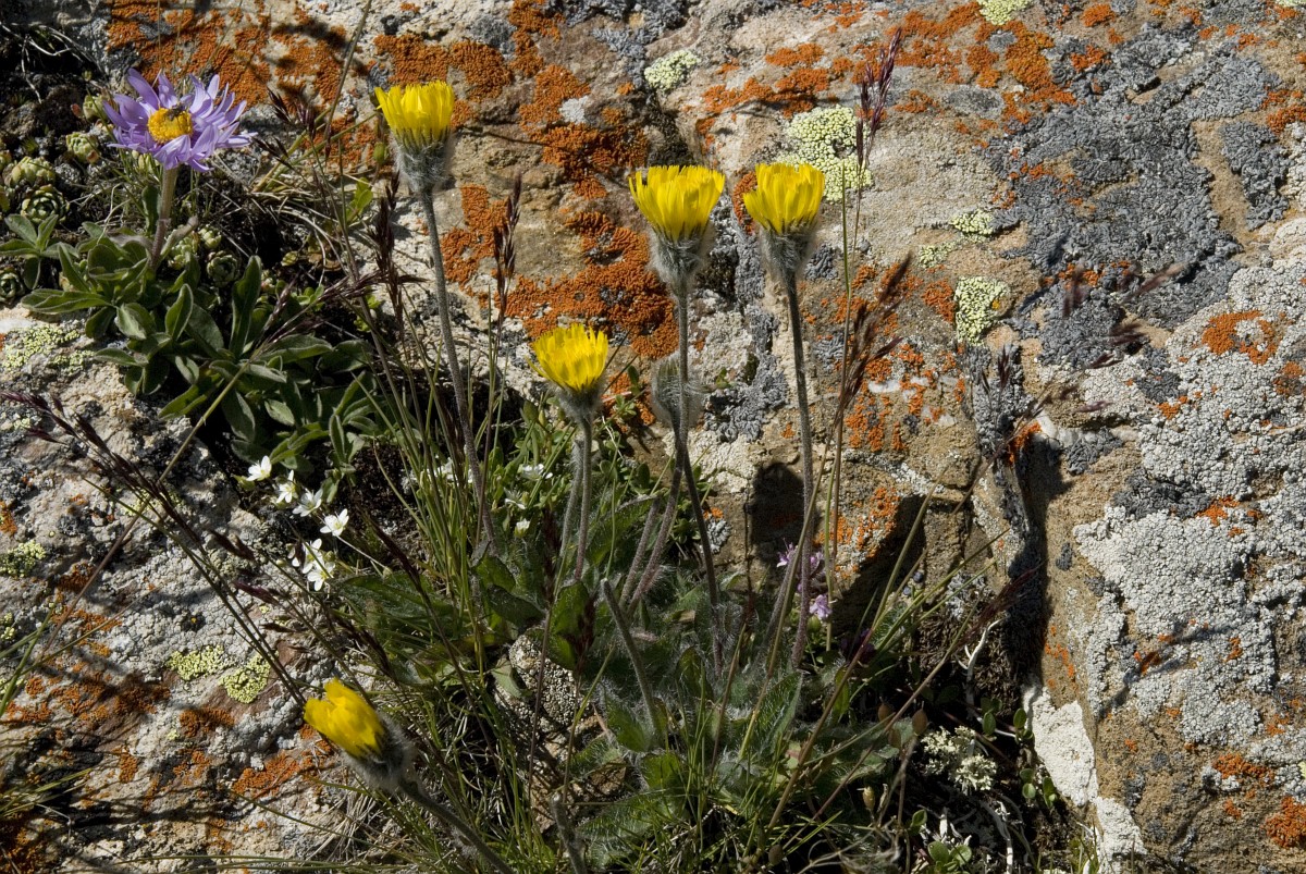 Hieracium alpinum, Alpine Hawkweed