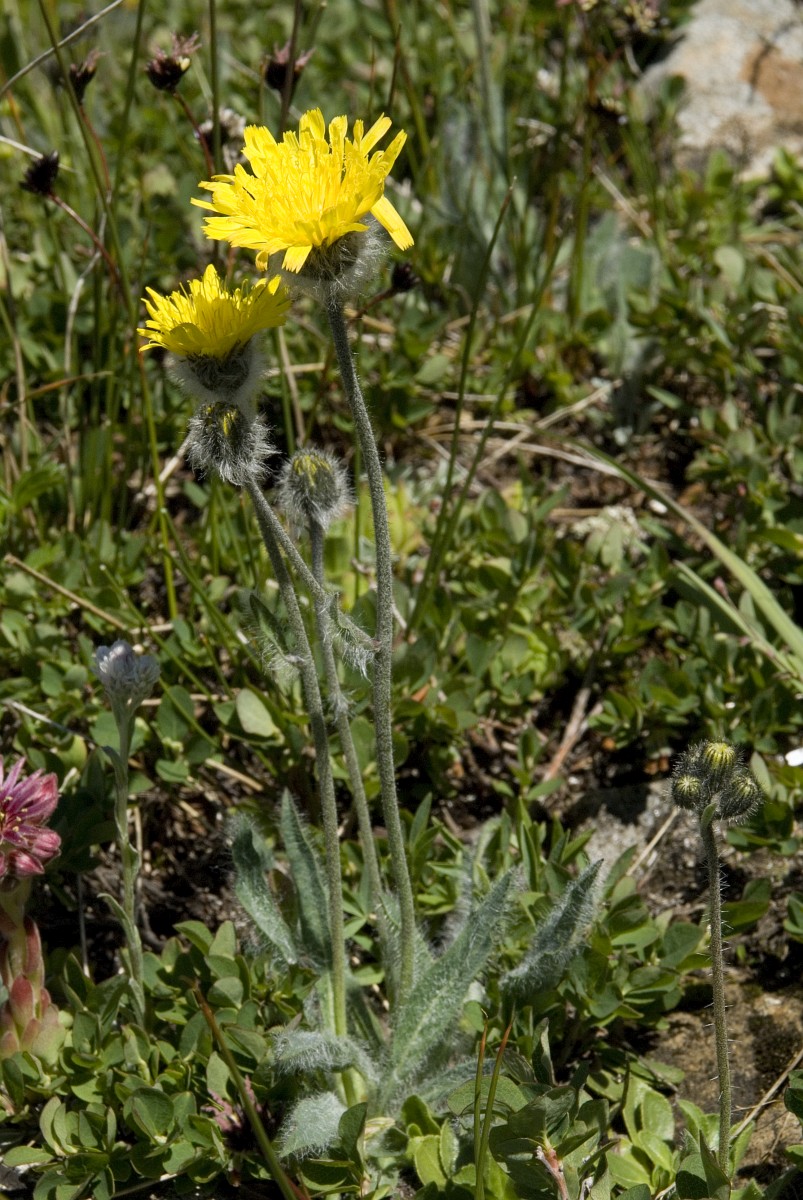 Hieracium alpinum, Alpine Hawkweed