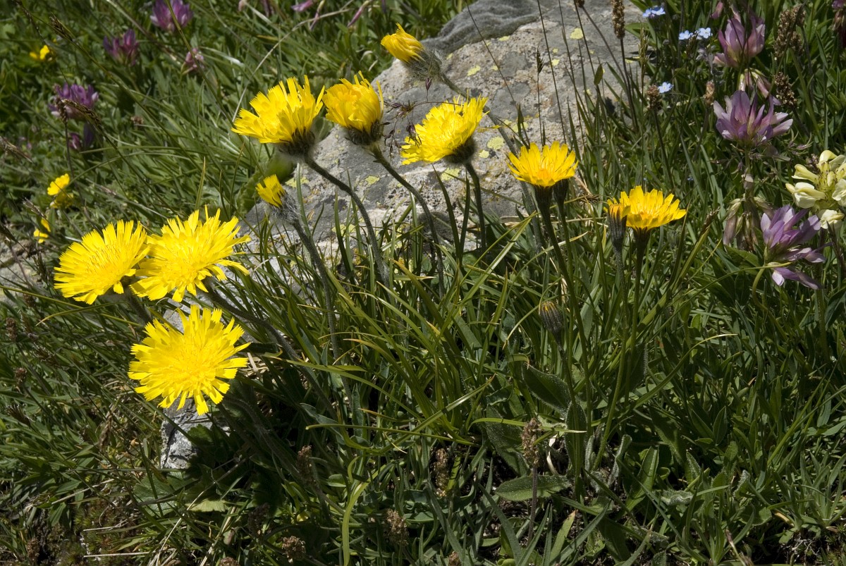 Hieracium alpinum, Alpine Hawkweed
