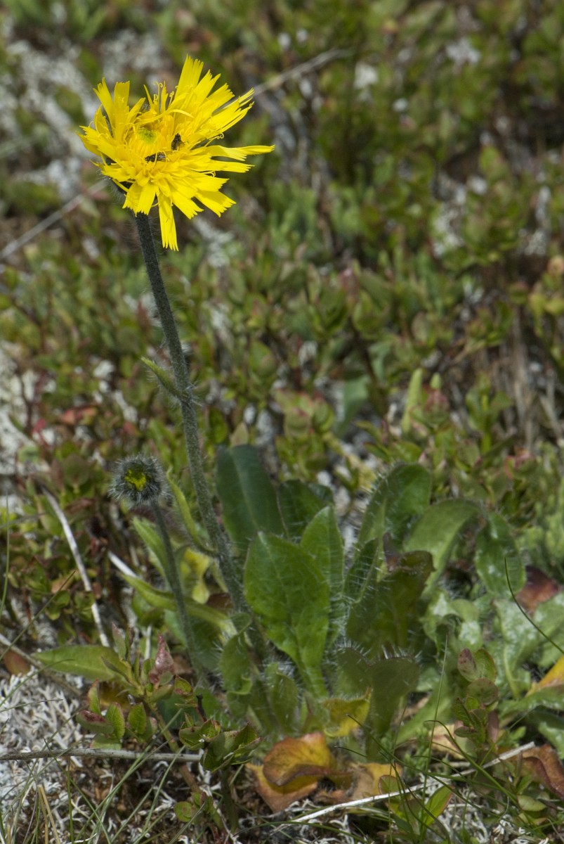 Hieracium alpinum, Alpine Hawkweed