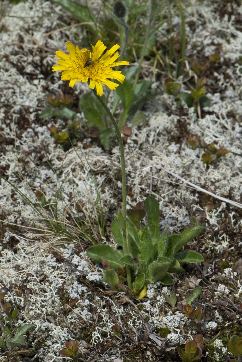 Hieracium alpinum, Alpine Hawkweed