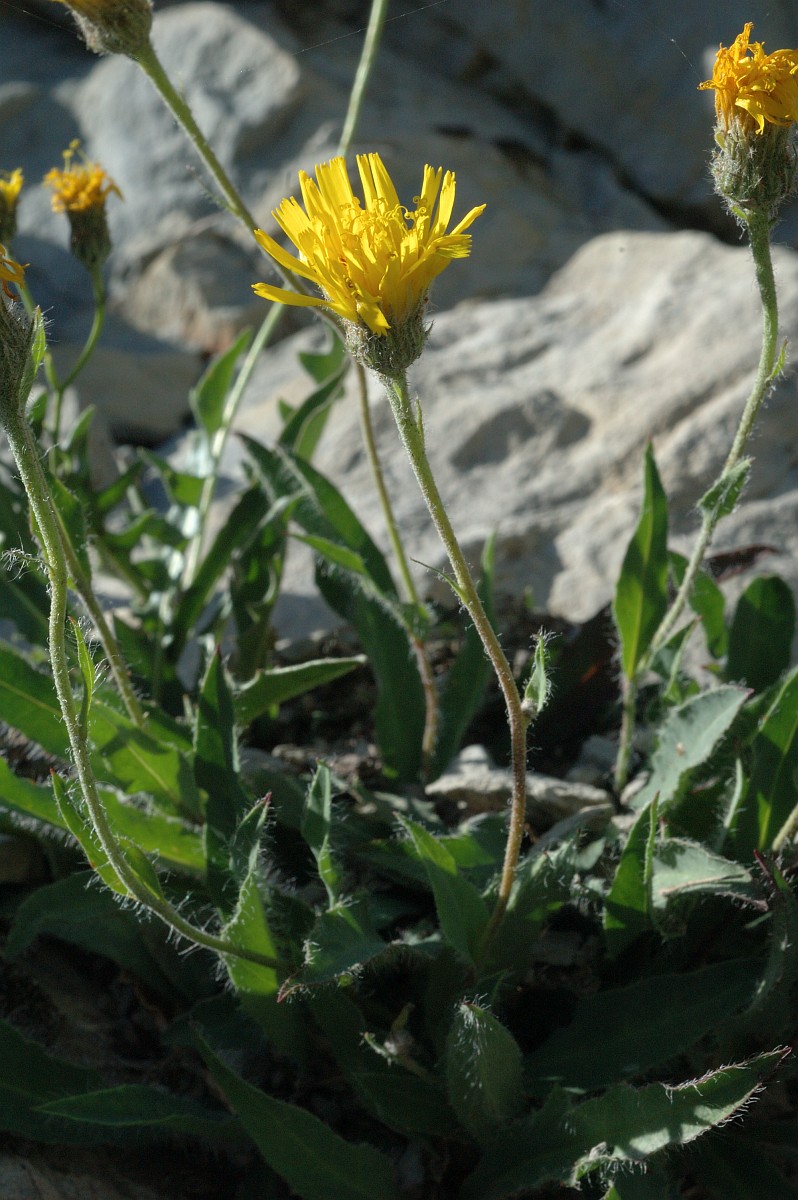 Hieracium alpinum, Alpine Hawkweed