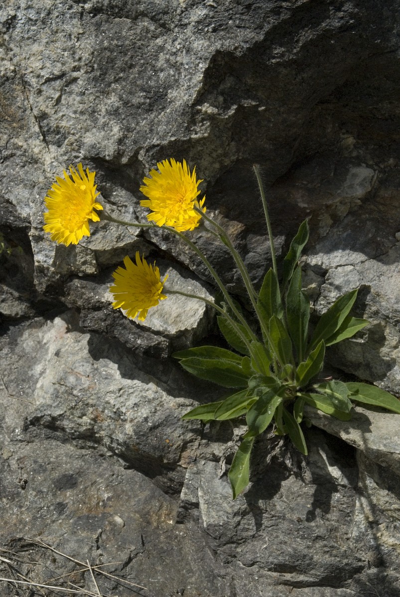 Hieracium alpinum, Alpine Hawkweed