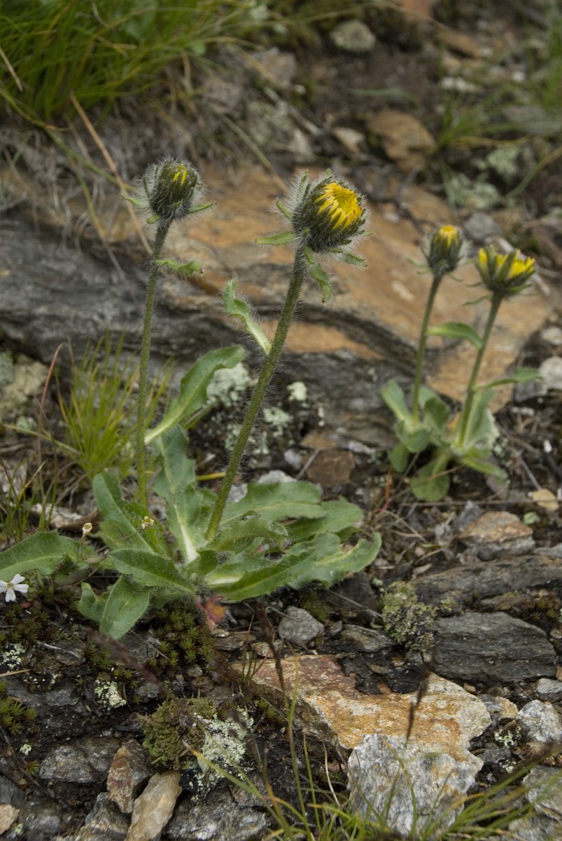 Hieracium alpinum, Alpine Hawkweed