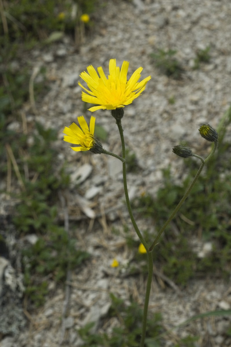 Hieracium murorum, Wall Hawkweed